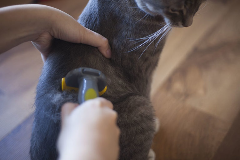 Brushing Your Cat with a Pet Grooming Deshedding Tool