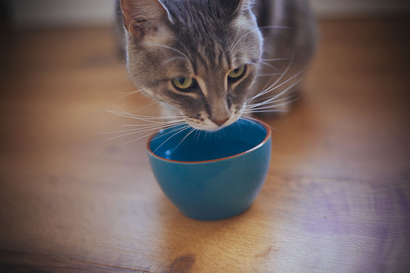 5 Surefire Ways To Get Your Cat To Drink More Water 5 Surefire Ways To Get Your Cat To Drink More Water