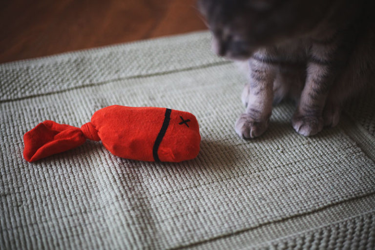 Sock Fish Cat Toy DIY: Quick, Easy & So Much Fun!
