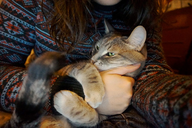 "Why Did My Cat Pee on Me?" 11 Potential Explanations + Solutions