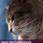 Why Do Cats Have Whiskers? Their Purpose: What Cat Whiskers Are For