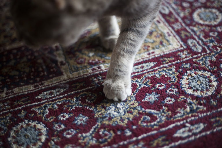 Cat Kneading: Why Cats Knead Things (& People) with Their Paws