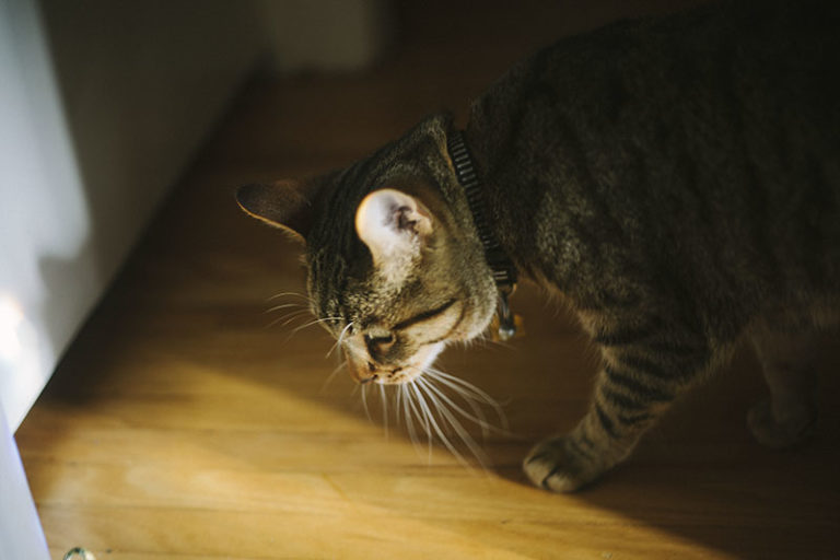 Why Is My Cat Crying? Is He Sick? Does He Want Something? Just Vocal?