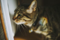 Why Is My Cat Crying? Is He Sick? Does He Want Something? Just Vocal?
