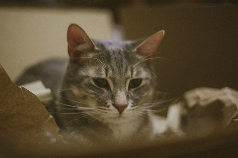 Bored Kitty? Hands-Off Ways to Keep an Indoor Cat Entertained