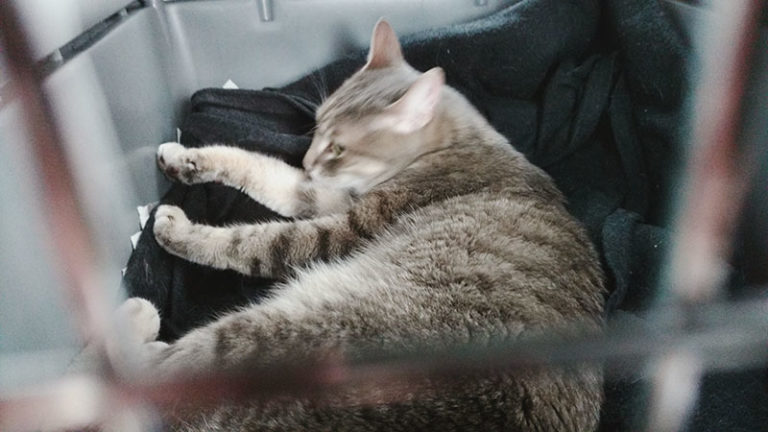 How to Train Cats to Be Comfortable & Calm in Cars - It's Easy, I Promise