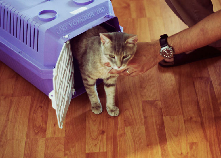 Moving With Cats? Step-By-Step, How to Make Moves Easier on Kitties