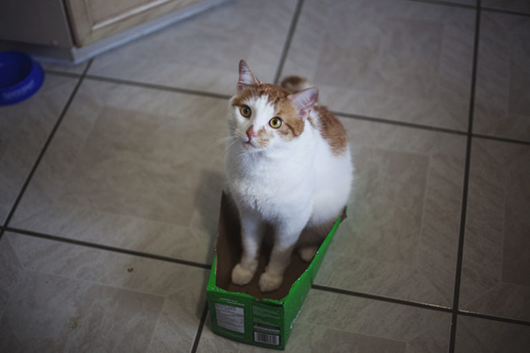 25 Secret Rules All Cats Seem to Live By