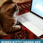 Bored Kitty? Hands-Off Ways to Keep an Indoor Cat Entertained
