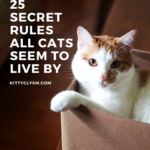 25 Secret Rules All Cats Seem to Live By
