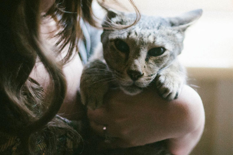 Do Cats Love Humans? Is It Just 'Cause We Feed 'Em?