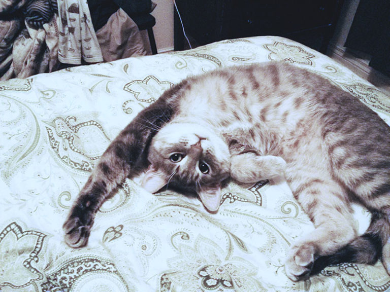 My Cat Wants Way Too Much Attention! Why? What Can I Do?