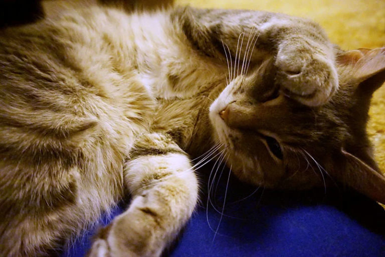 My Cat Wants Way Too Much Attention! Why? What Can I Do?