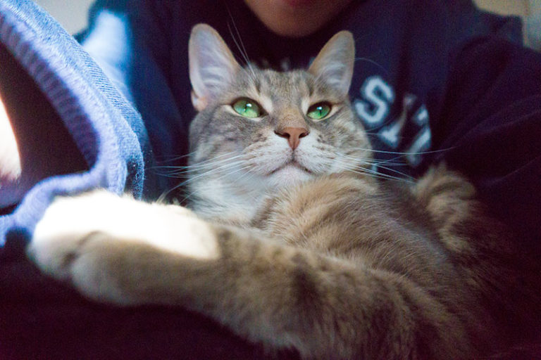 "Why Did My Cat Pee on Me?" 11 Potential Explanations + Solutions