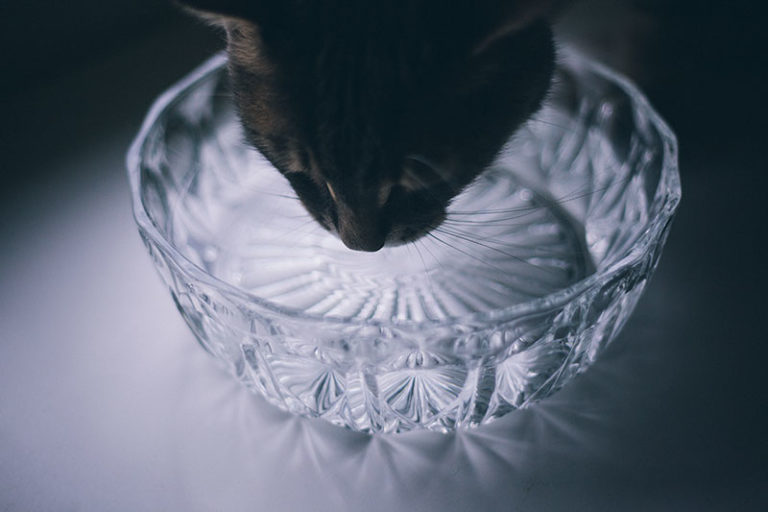 A Cats Relationship With Water Love Hate And Oh So Complex