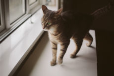 How Fast Can House Cats Run? Top Speed VS Humans? VS Dogs?