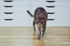 How Fast Can House Cats Run? Top Speed VS Humans? VS Dogs?