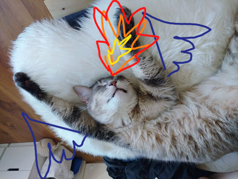 For Mothers Of Cats Dogs Dragons Game Of Thrones Pet Names