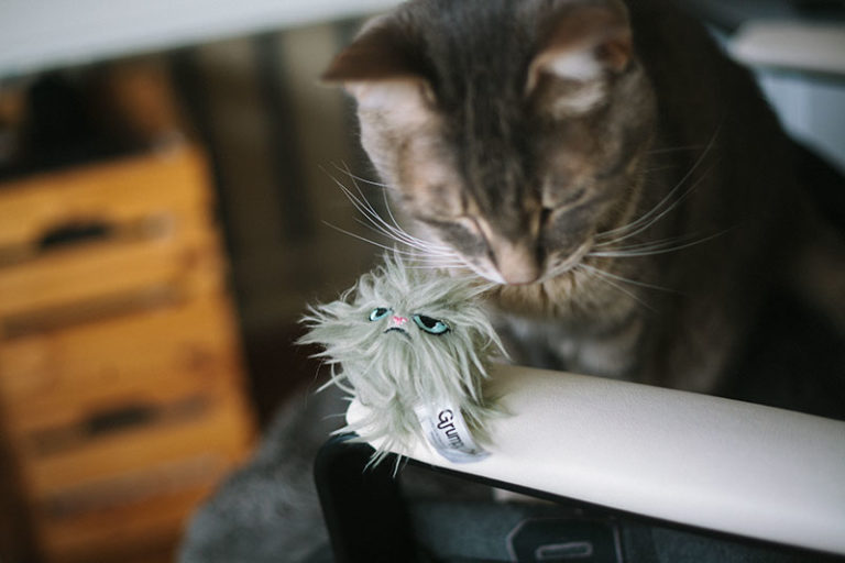 Cat Barbering: Why Cats Excessively Lick & Over-Groom 'Til They Bald