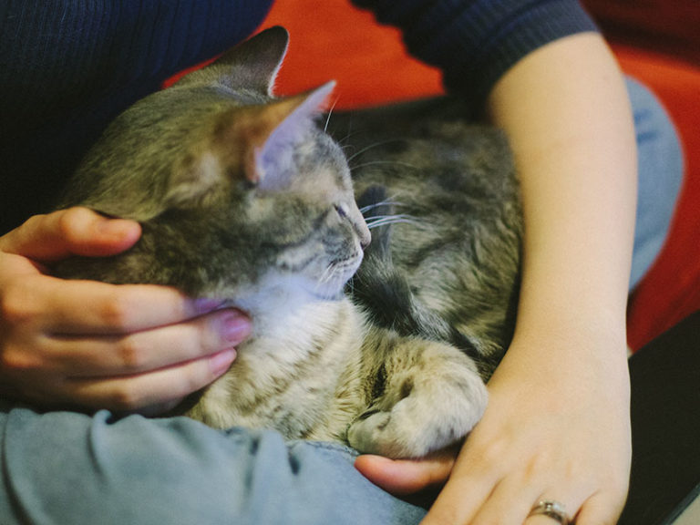 Why Does My Cat Bite Me When She's Being Affectionate? 12 Theories