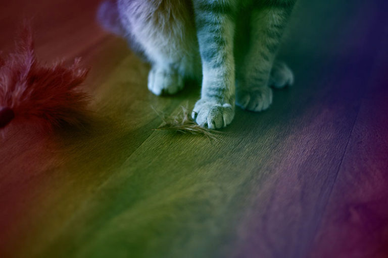 Bored Cat Ruffling Feathers? Ruffle Back with These Feather Cat Toys!