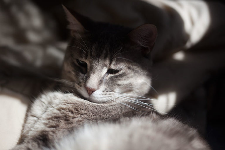 Watch Out for Teeth Grinding in Cats: It's a Subtle Sign There's Trouble