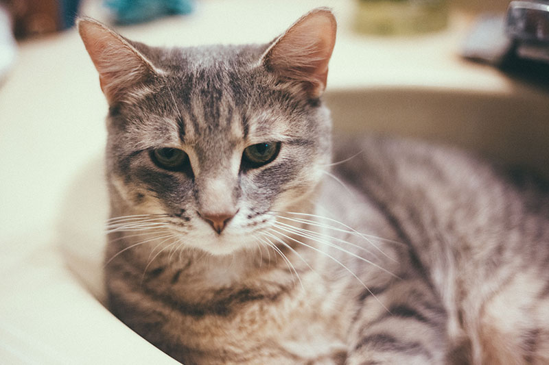 Do Cats Need Baths Should You Bathe Them How Often Do Cats Need Baths Should You Bathe Them How Often