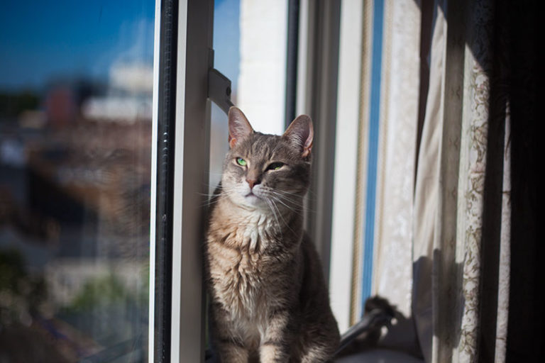 How Far Can a Cat Fall & Survive? How High Without Injury?