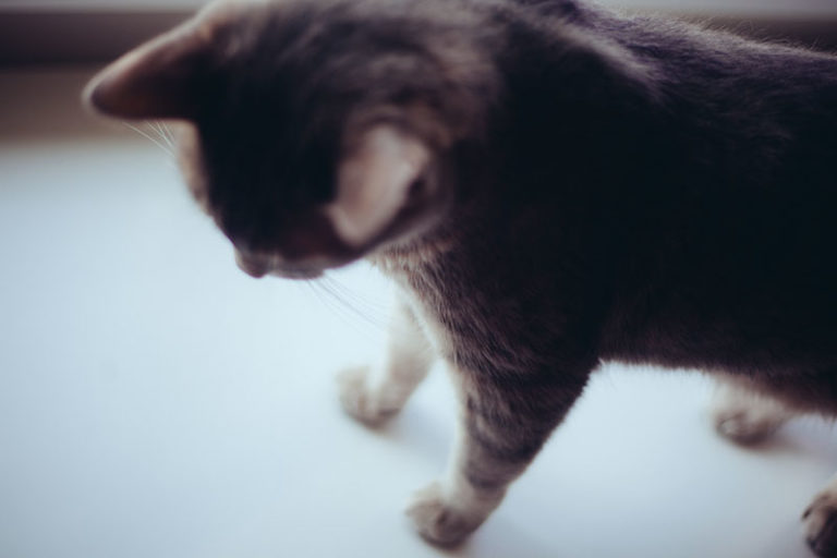 It's Easier Than You Think: How to Train Cats to Keep Off Counters