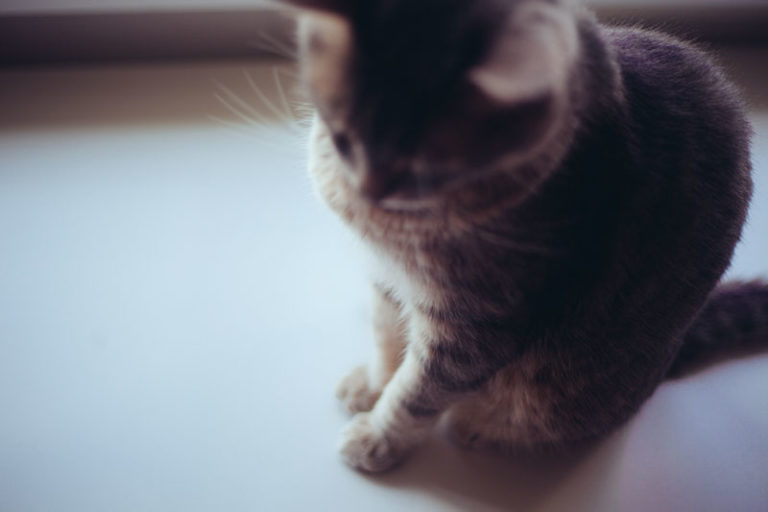It's Easier Than You Think: How to Train Cats to Keep Off Counters