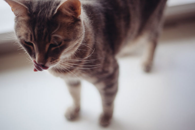How to Give Medicine to a Cat (Liquid or Solid): 6 Easy Tricks