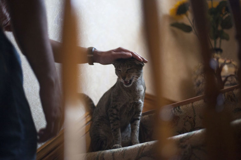 Why Is My Cat Crying? Is He Sick? Does He Want Something? Just Vocal?