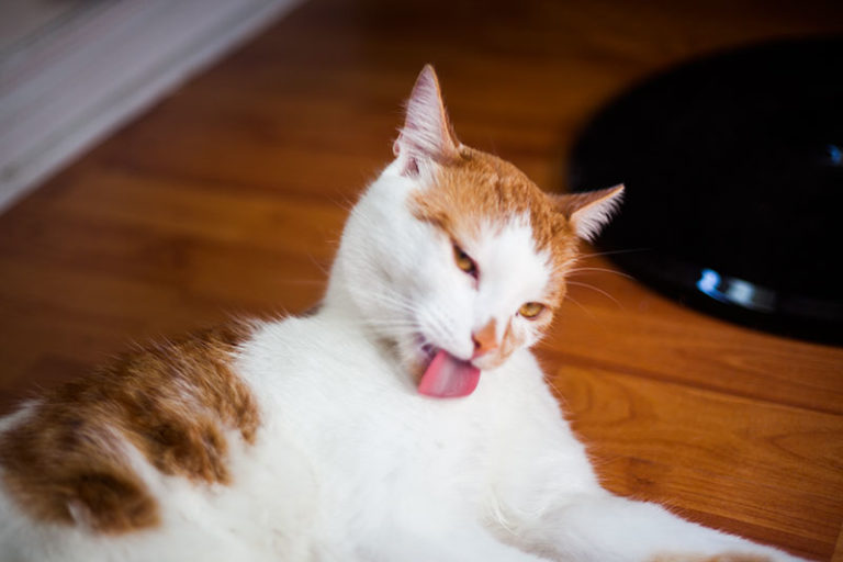 "Why Did My Cat Pee on Me?" 11 Potential Explanations + Solutions