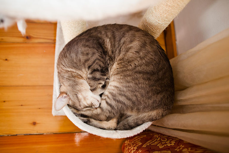 After 5 Years with Us, Avery Got His First Cat Tree: The Story of His ...