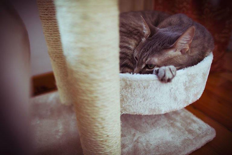 After 5 Years with Us, Avery Got His First Cat Tree: The Story of His ...