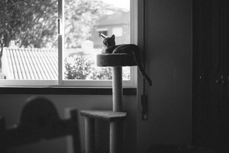 After 5 Years with Us, Avery Got His First Cat Tree: The Story of His ...