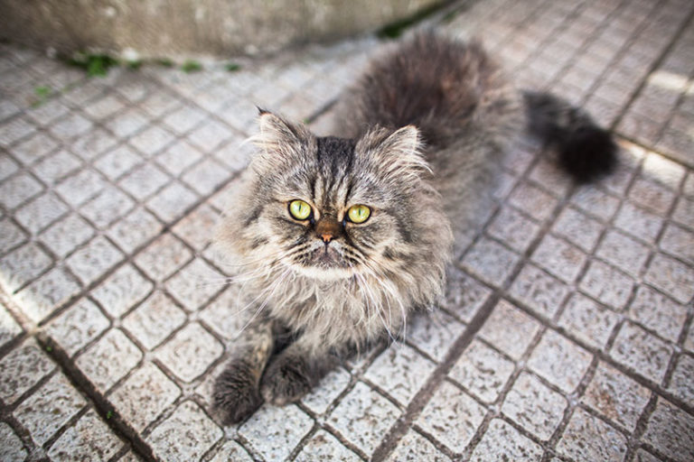 A Cat by Another Name: Other Words, Synonyms, & Metonymies for "Cat"