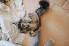 "Why Does My Cat Bite My Feet?" Explaining Foot, Leg, Ankle & Toe Chomps