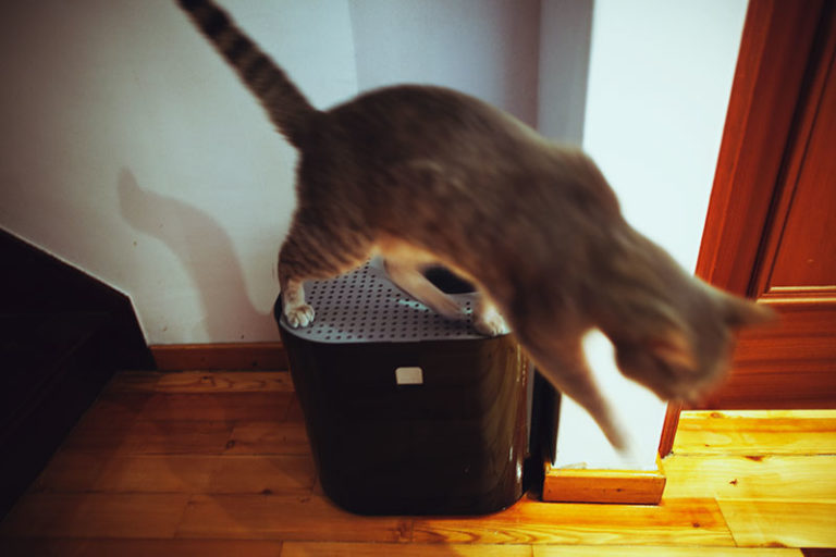 Dog-Proof Cat Litter Boxes to Keep Canines Out of the Kitty Loo