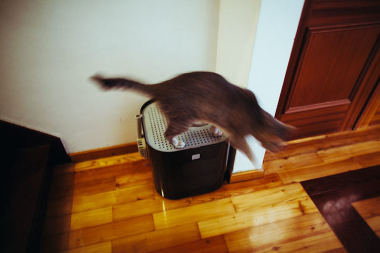 Corner Cat Litter Boxes: From Pans to Covered Hood Lids, Small to Large