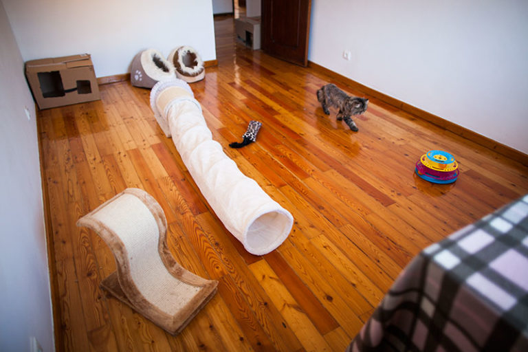 The Current Cat Room: Featuring a Super Easy to Replicate XXL Cat House