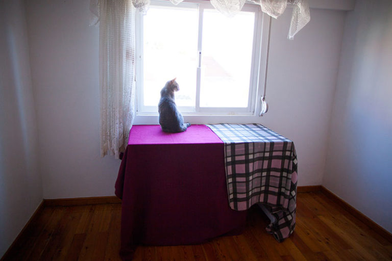 The Current Cat Room: Featuring a Super Easy to Replicate XXL Cat House