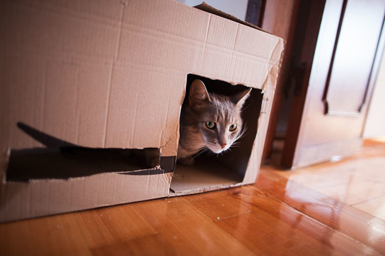 A DIY Formula to Create the Purrfect Multi-Cat Cardboard Box Condos