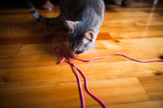 Why Do Cats Like String? What Makes It Fun to Watch & Play With?