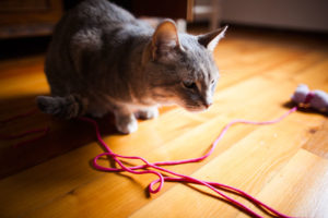Why Do Cats Like String? What Makes It Fun to Watch & Play With?
