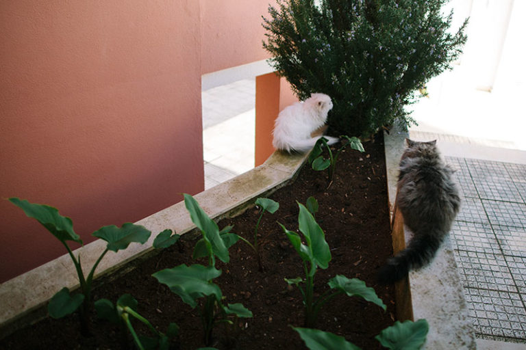 Outdoor Litter Boxes for Cats: To Keep Gardens Cleaner & Plants Safer