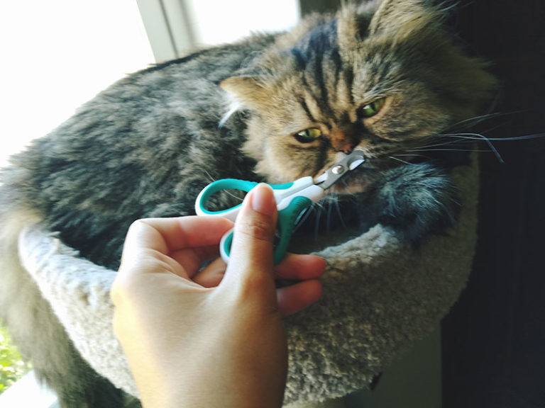 Cat Barbering: Why Cats Excessively Lick & Over-Groom 'Til They Bald