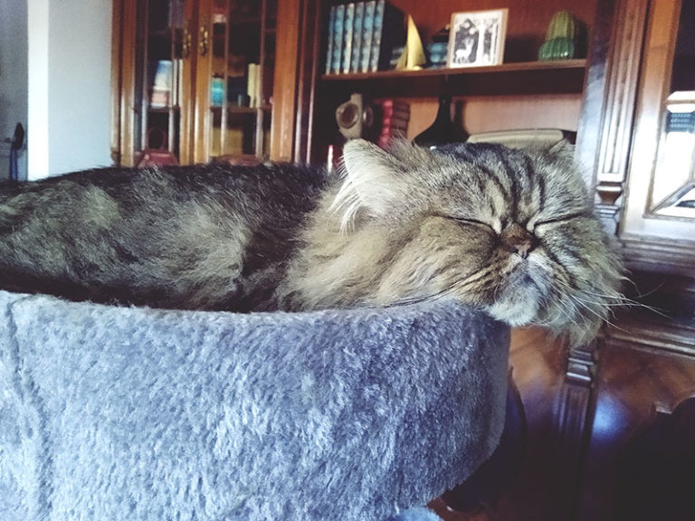 Cat Closing Eyes When Looking At You? Here’s What It Means