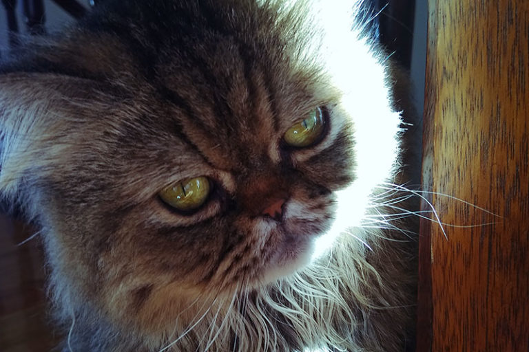 Signs That a Cat Is Dying & That It May Be Time to Say Goodbye