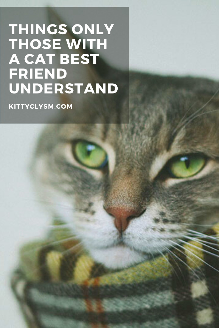 Things Only Those with a Cat Best Friend Understand